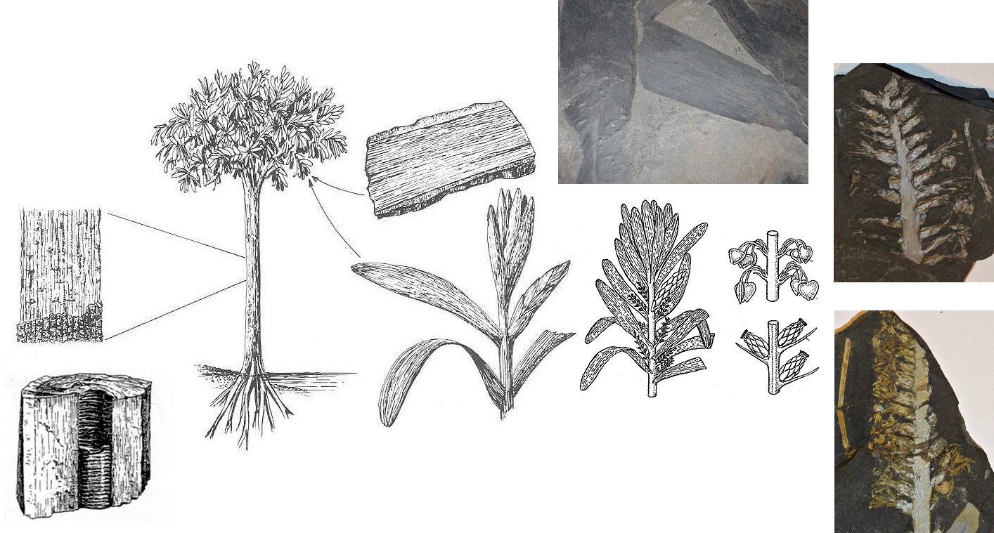 Seed ? - Fossil ID - The Fossil Forum