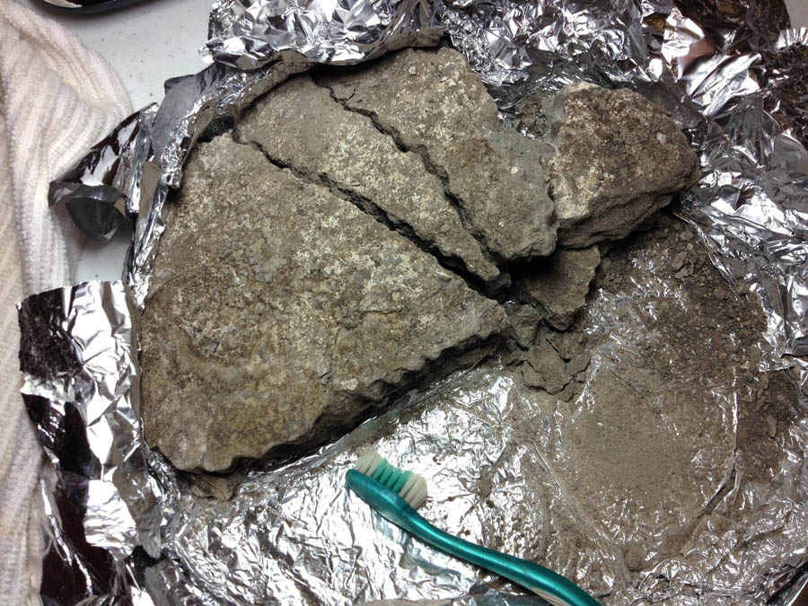 Tx Placenticeras Ammonite Restoration Project - Fossil Preparation ...