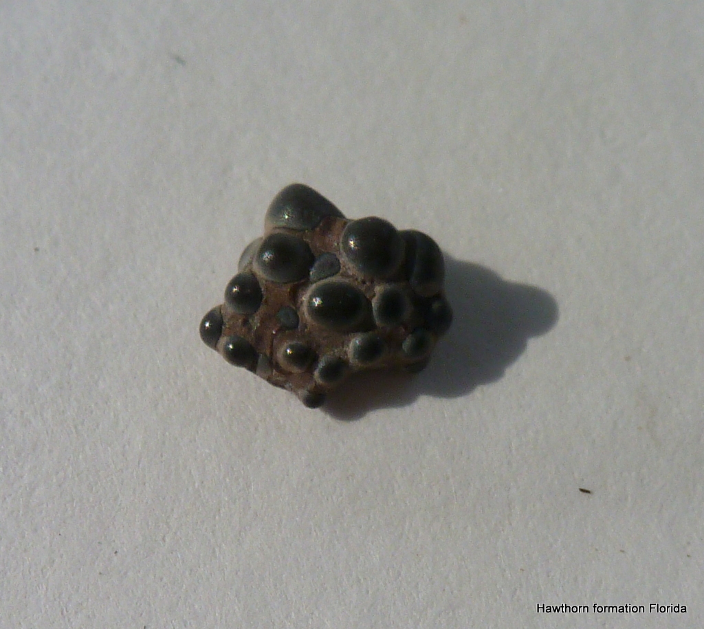 Micros Hawthorn Formation Florida - Micro-paleontology - The Fossil Forum