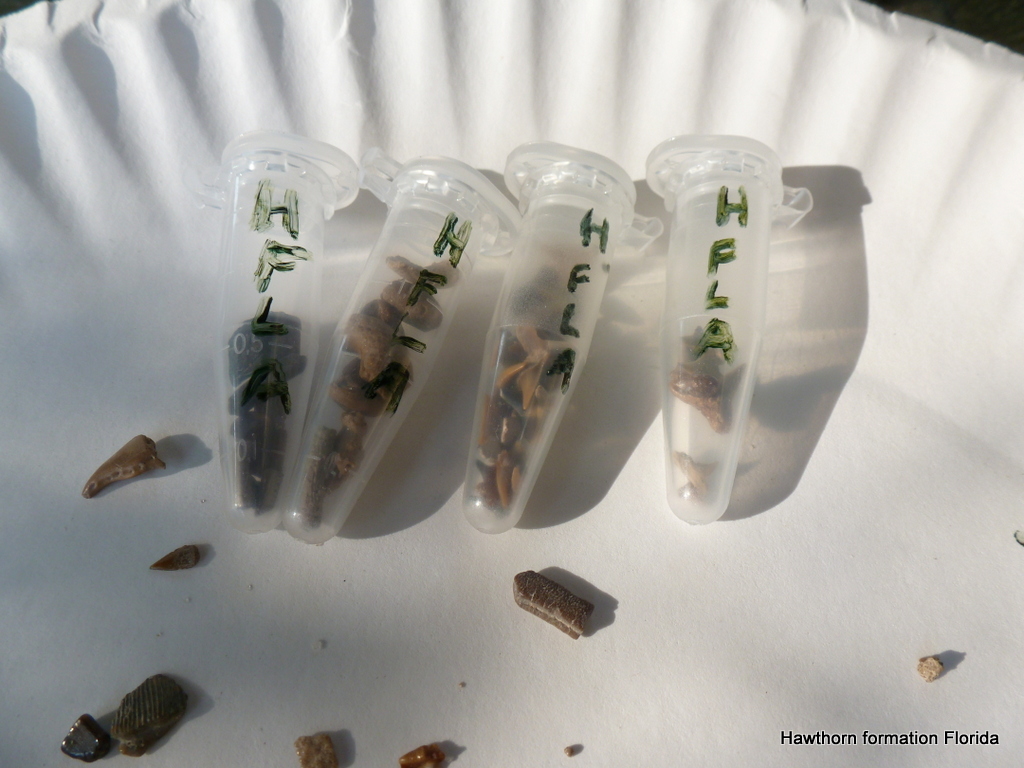 Micros Hawthorn Formation Florida - Micro-paleontology - The Fossil Forum