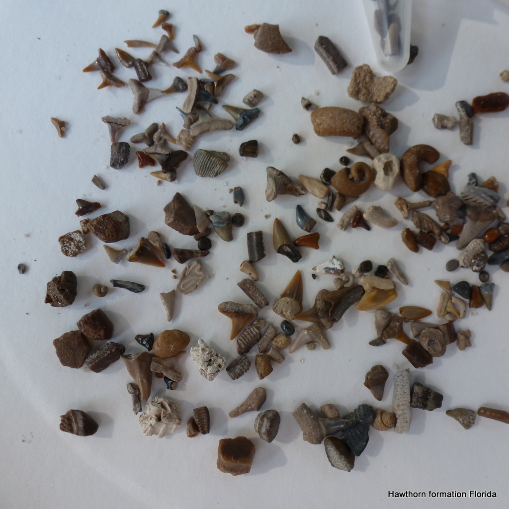 Micros Hawthorn Formation Florida - Micro-paleontology - The Fossil Forum