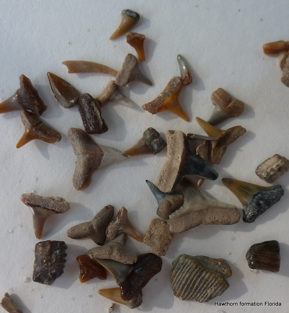 Micros Hawthorn Formation Florida - Micro-paleontology - The Fossil Forum