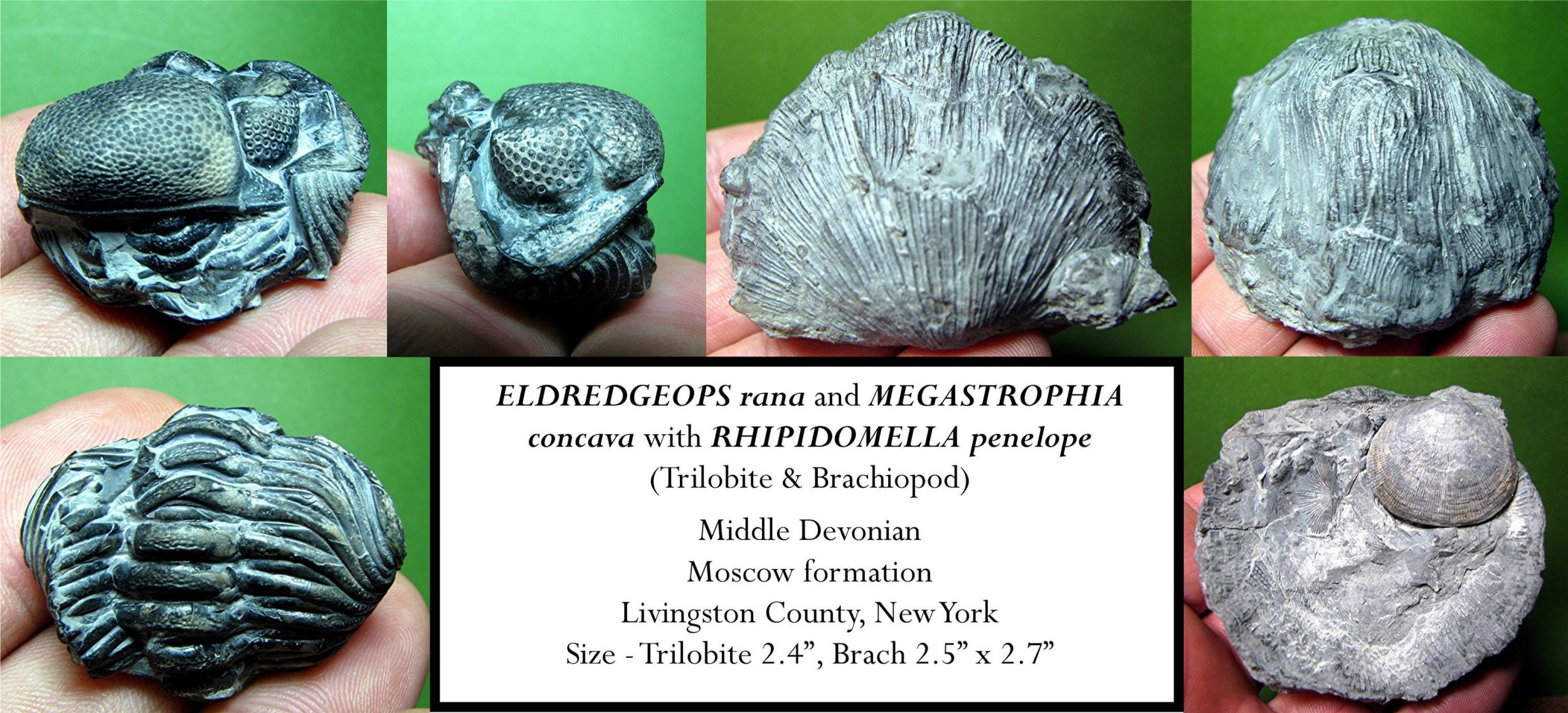 9/20 Fossils From Ny - Fossil Hunting Trips - The Fossil Forum