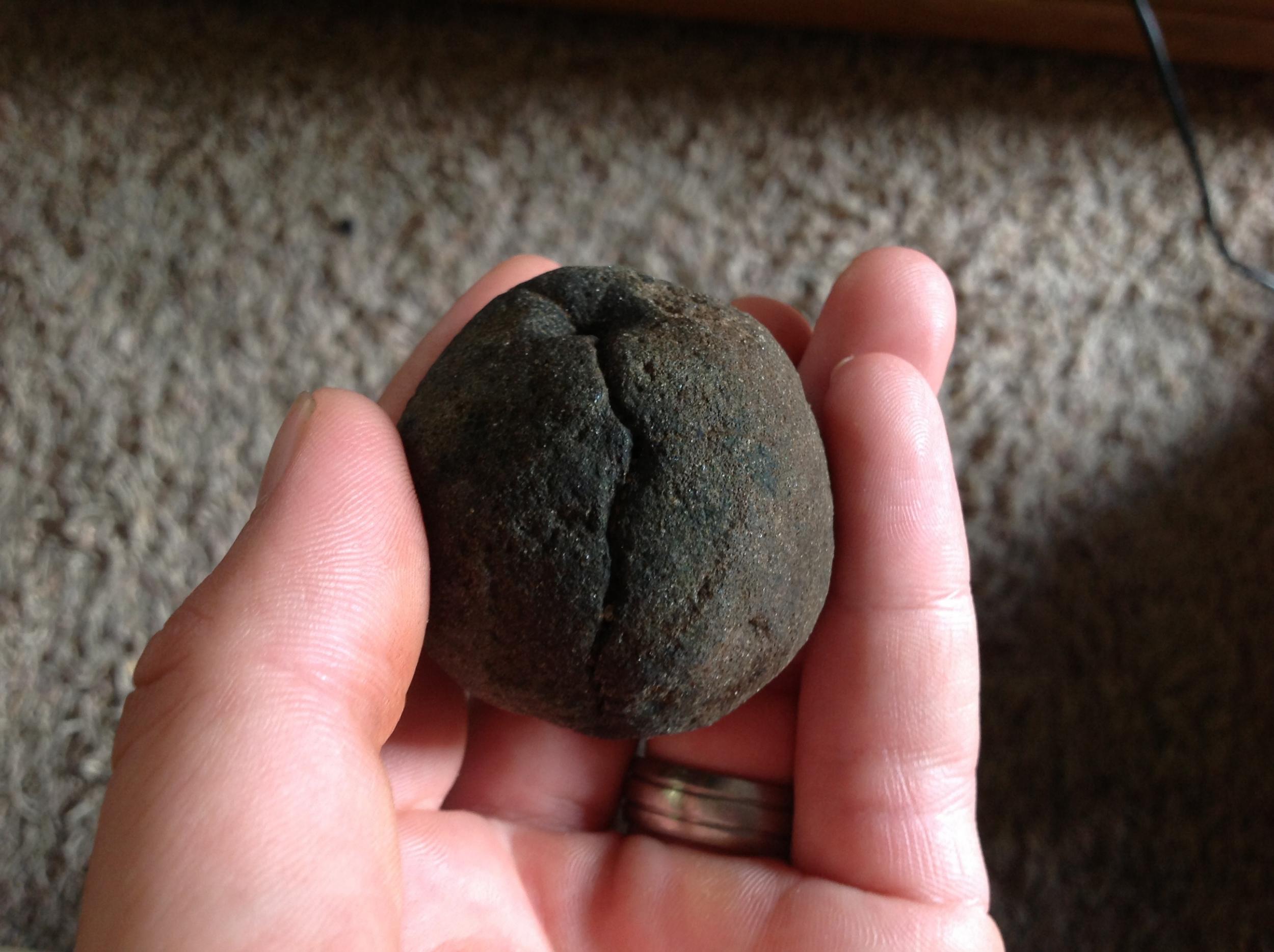 Fruit Fossil - Fossil ID - The Fossil Forum