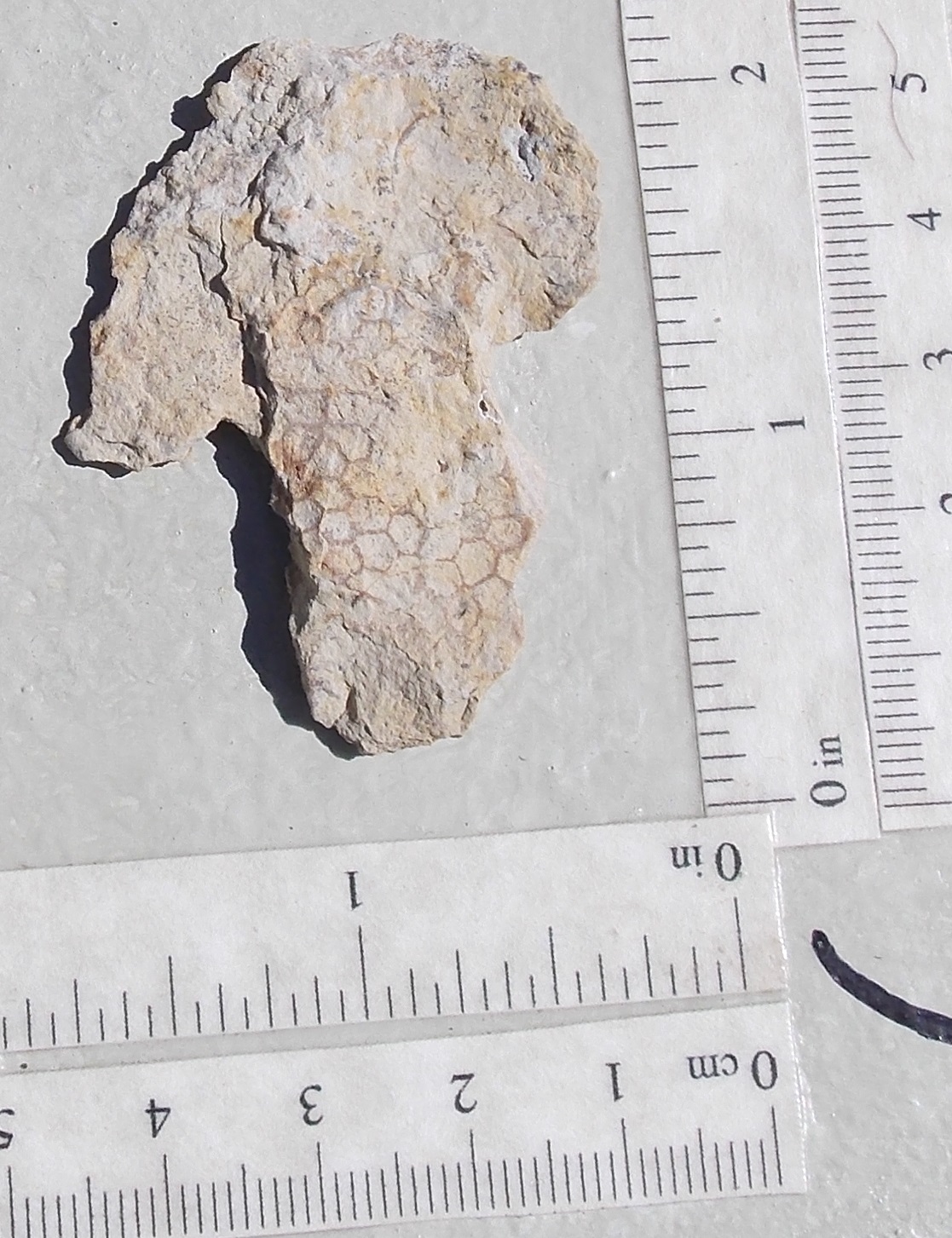 Coral Or Fisherite? - Fossil ID - The Fossil Forum