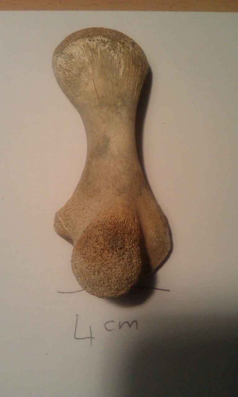 Fossil Joint Bone ? - Fossil ID - The Fossil Forum