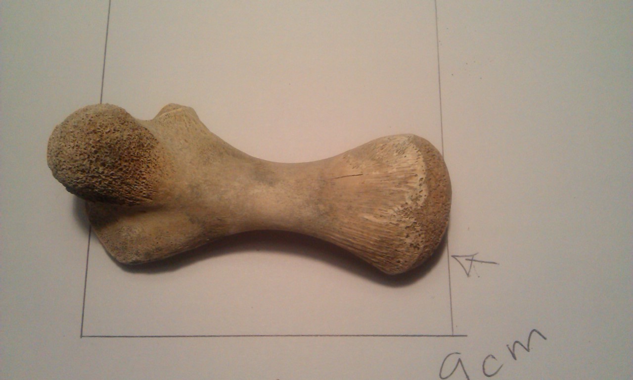 Fossil Joint Bone ? - Fossil ID - The Fossil Forum