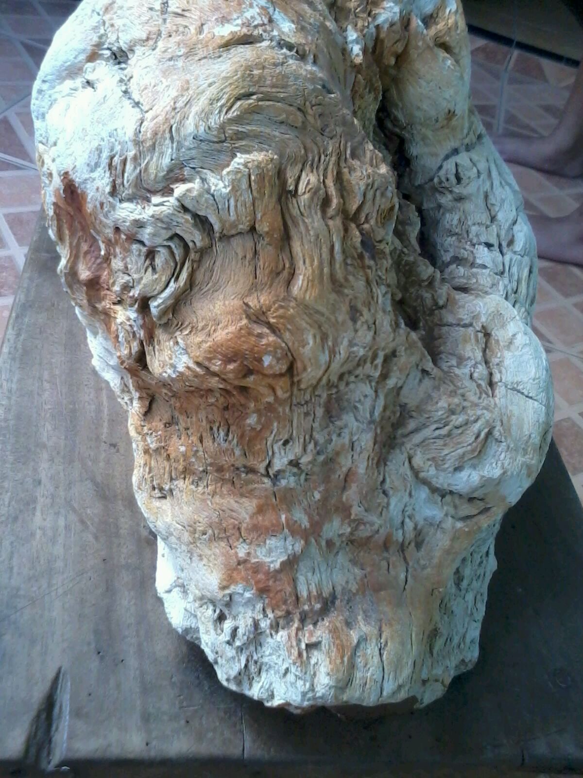 The "pig Head" Petrified Wood - Fossil ID - The Fossil Forum