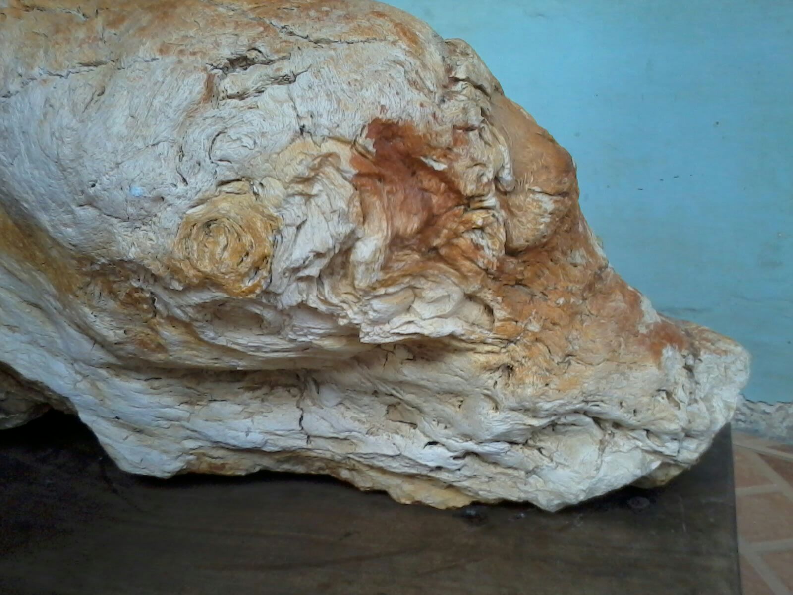 The "pig Head" Petrified Wood - Fossil ID - The Fossil Forum