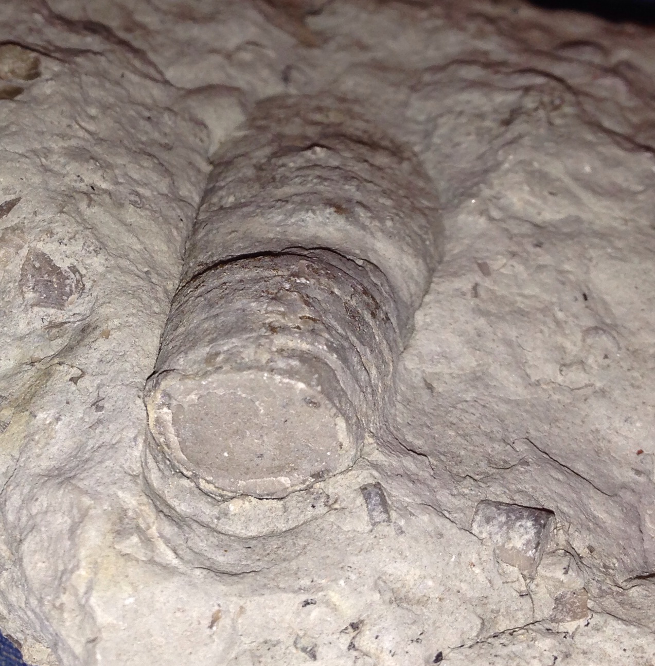 Orthocone From Ontario (Genus?) - Fossil ID - The Fossil Forum