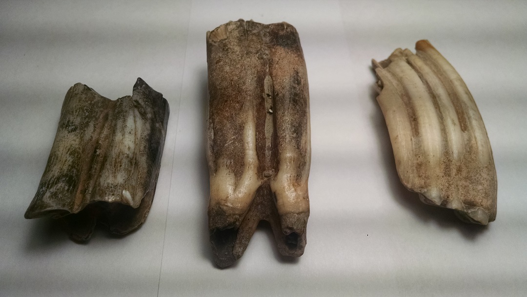 Bison Teeth? - Fossil ID - The Fossil Forum