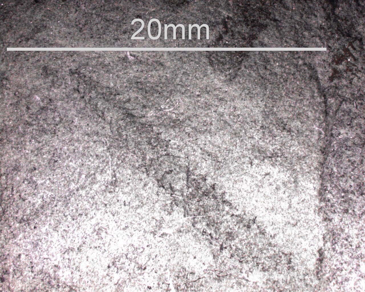 Possible Amplexograptus - Fossil ID - The Fossil Forum