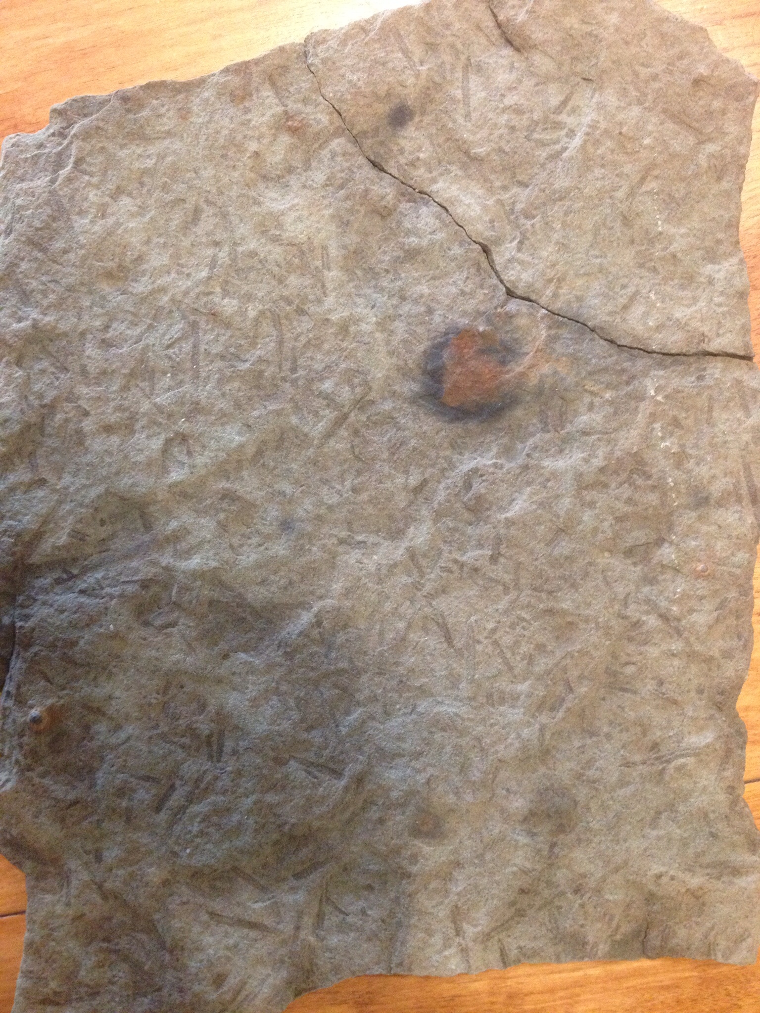 Possible Amplexograptus - Fossil ID - The Fossil Forum