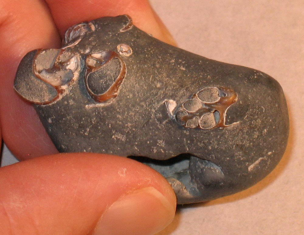 Jersey Beach Finds - Fossil Hunting Trips - The Fossil Forum