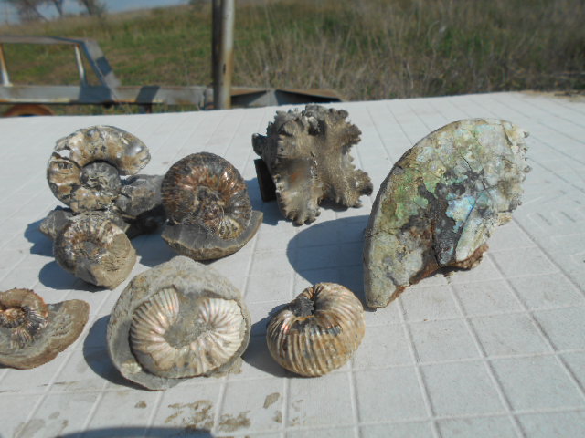 Blue Hill Ammonites - Fossil Hunting Trips - The Fossil Forum