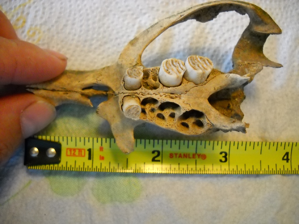 Skull W/ Teeth - Fossil ID - The Fossil Forum