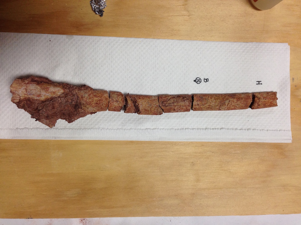Digging The Texas Red Beds - Fossil Hunting Trips - The Fossil Forum