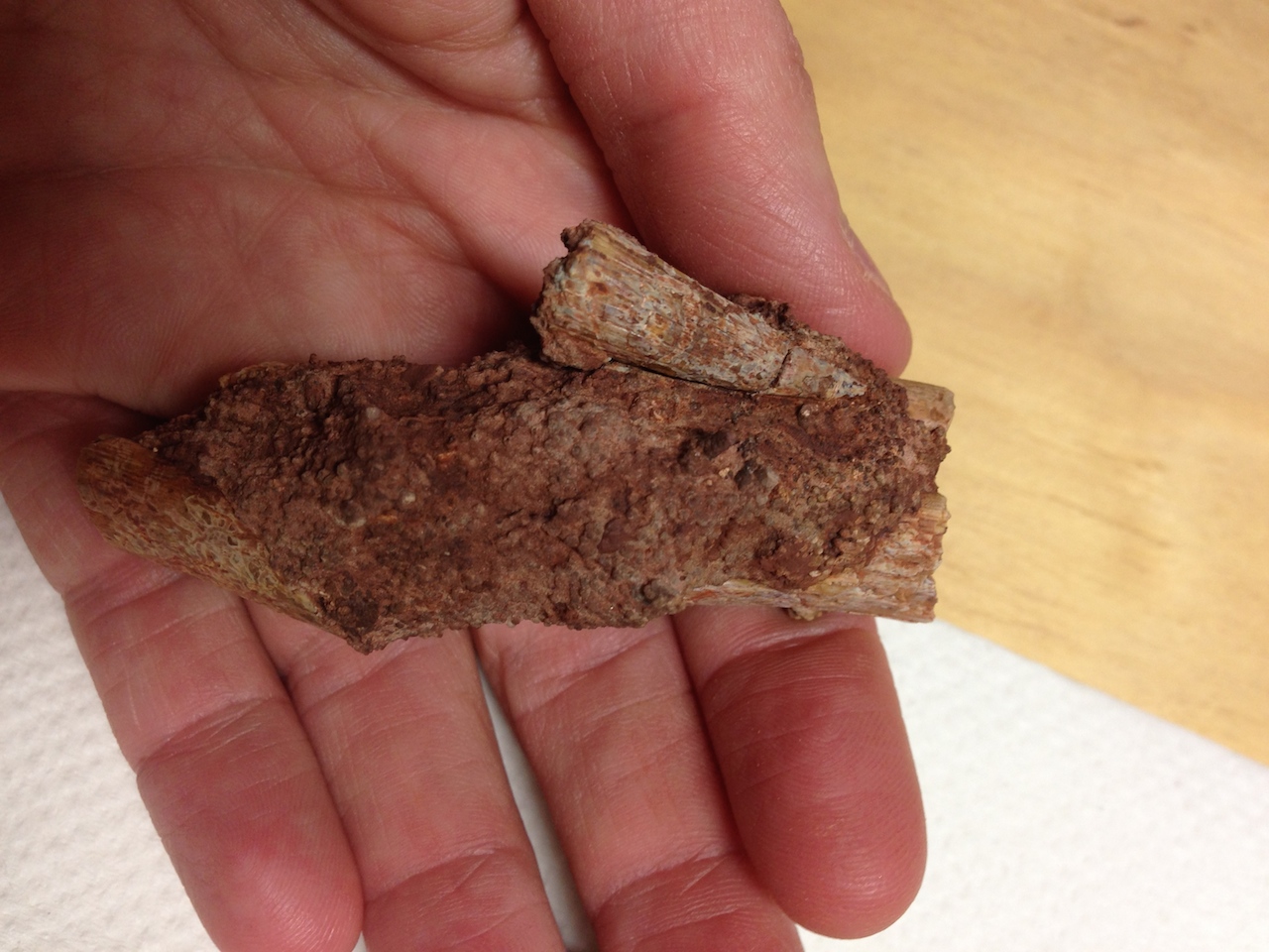 Digging The Texas Red Beds - Fossil Hunting Trips - The Fossil Forum