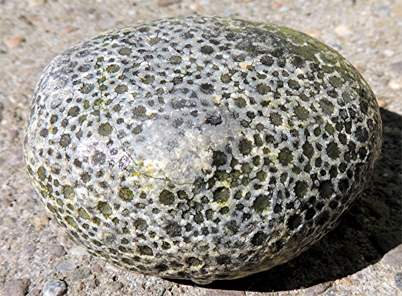 A Mega Good Collecting Trip - Fossil Hunting Trips - The Fossil Forum