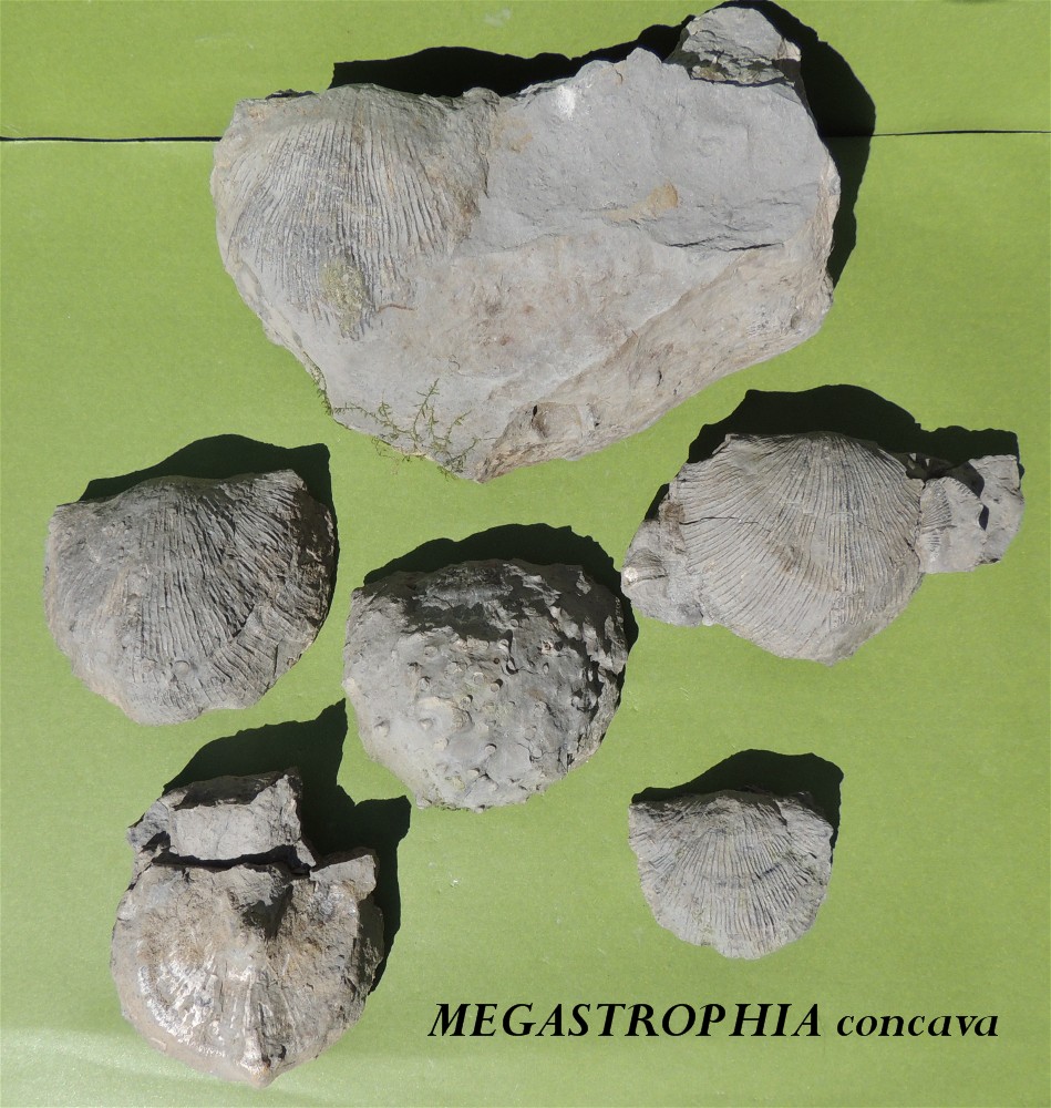 A Mega Good Collecting Trip - Fossil Hunting Trips - The Fossil Forum