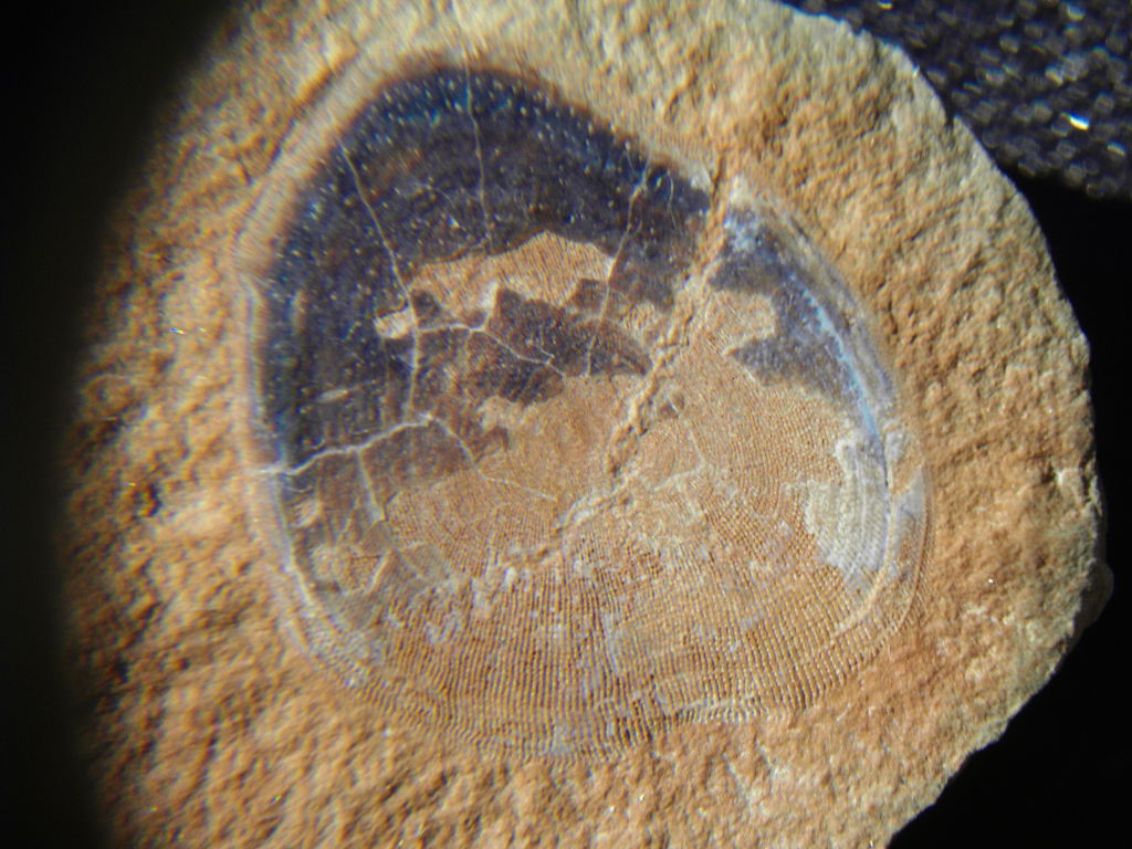 Fish Scale - Fossil Hunting Trips - The Fossil Forum