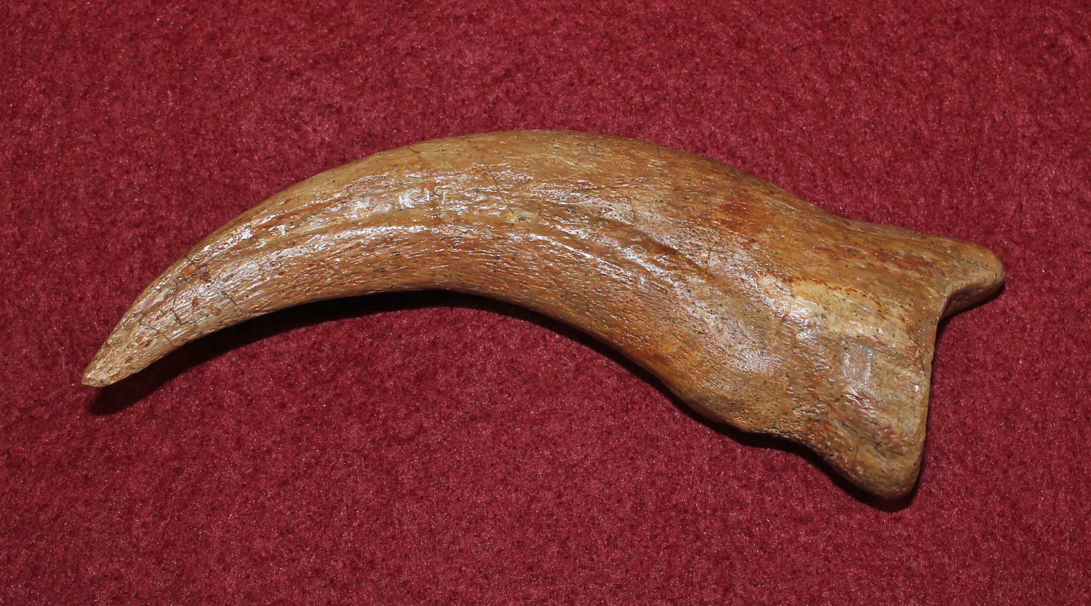 My Jurassic Park: Moroccan Theropod Claws - Member Collections - The ...