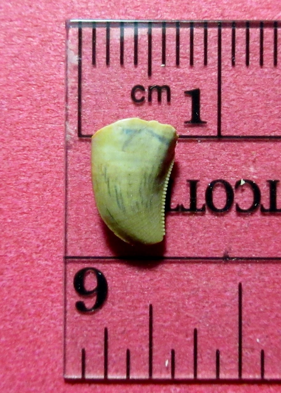 Identification Tyrannosaurid Teeth From Canada & United States ...