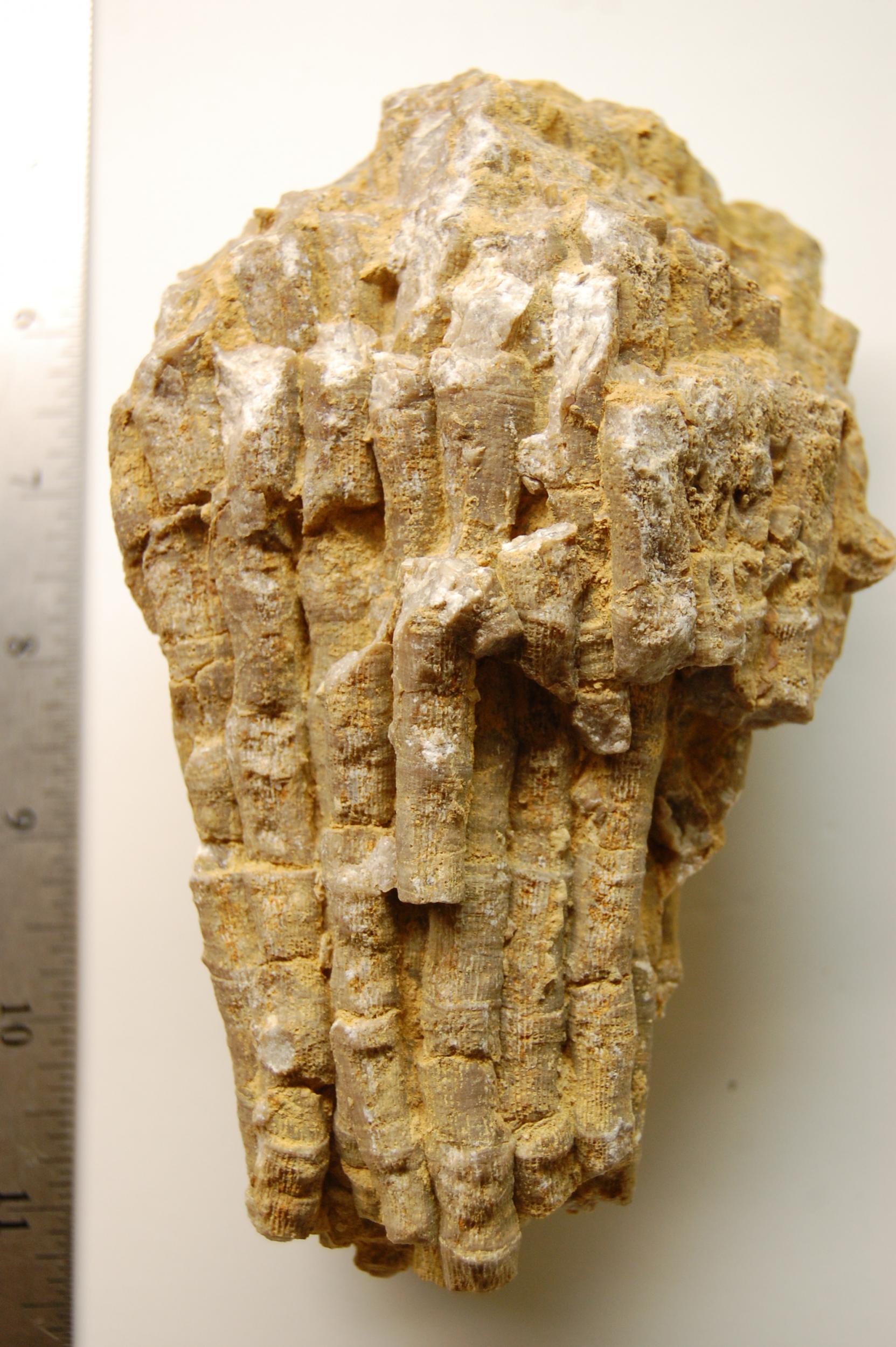 Syringopora? - Fossil ID - The Fossil Forum