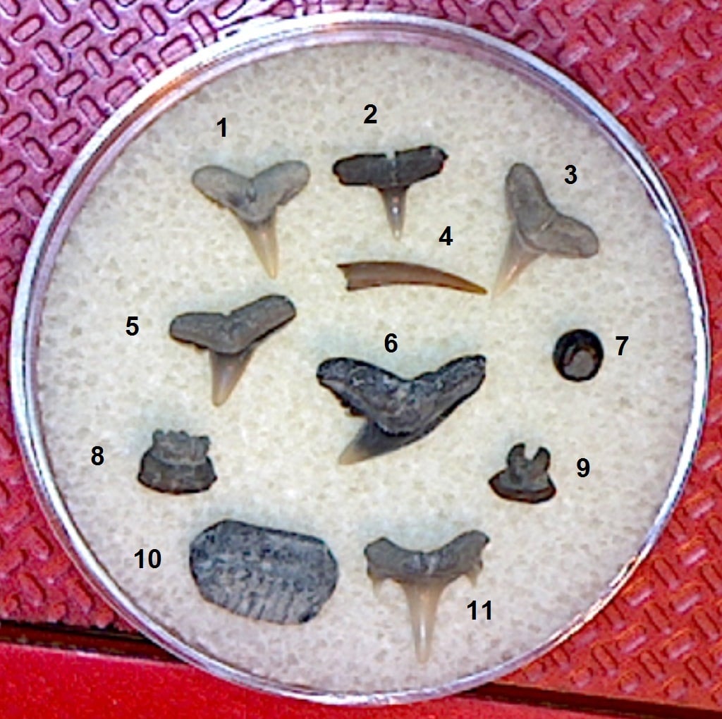 Lee Creek Micro Teeth - Fossil ID - The Fossil Forum