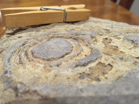 Shell Impression? Nnw San Antonio, Tx - Fossil ID - The Fossil Forum