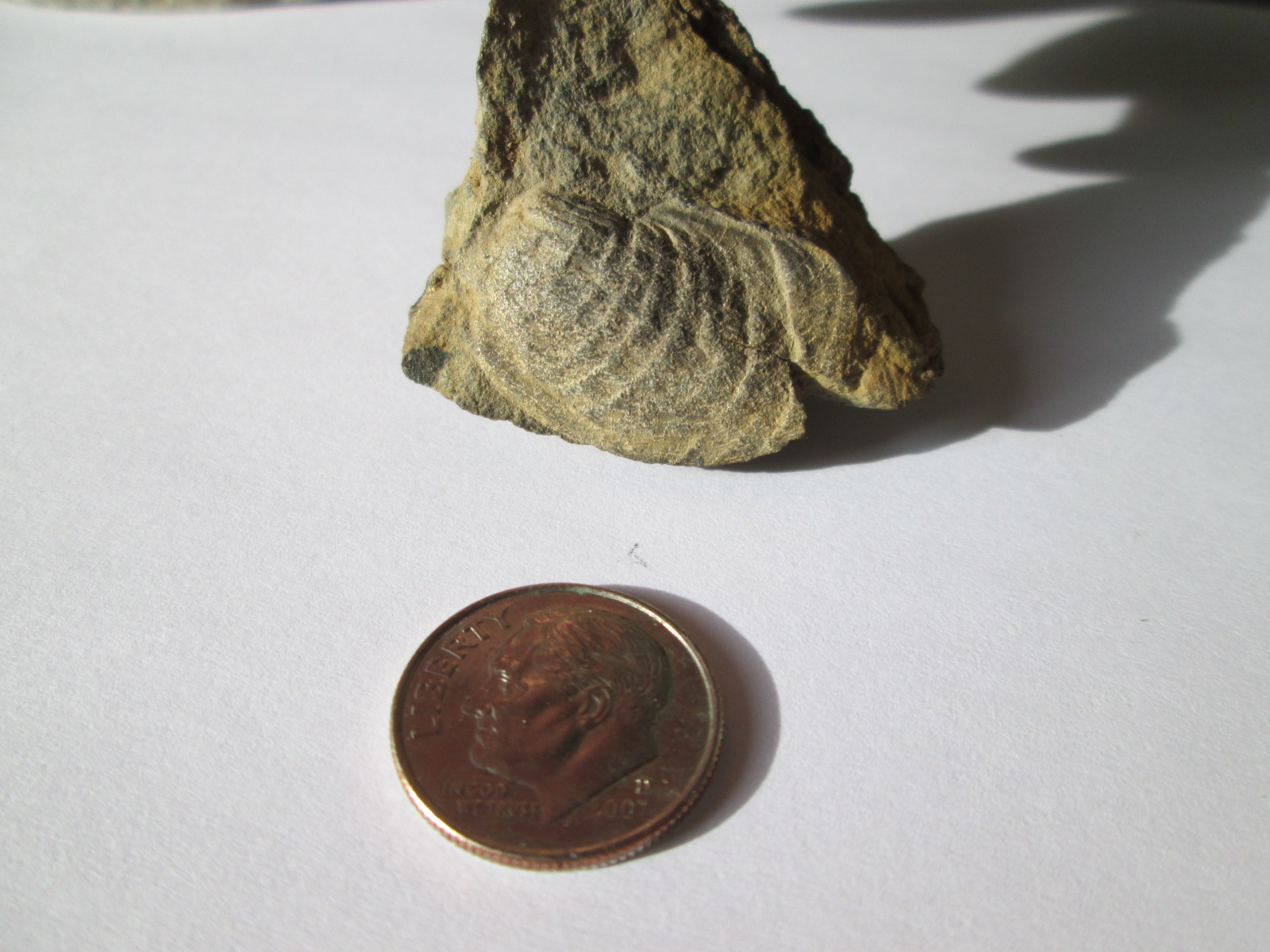 Shell Id - Fossil ID - The Fossil Forum