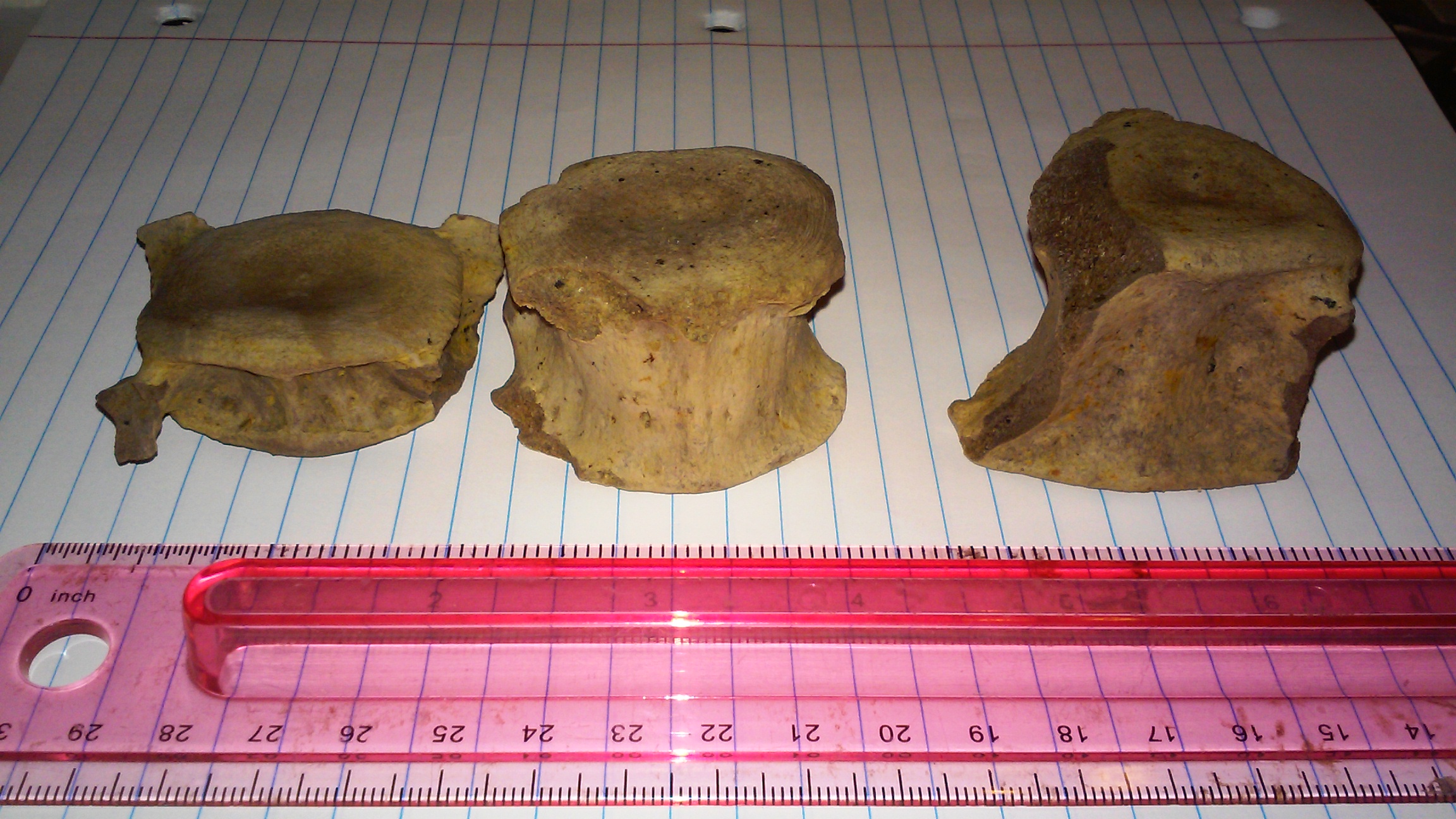Subfossil Vertebrae - Fossil ID - The Fossil Forum