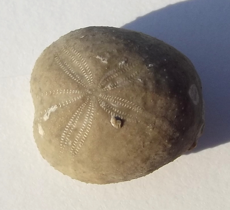 Field Trip With Dallas Paleo - Oliver Creek, Texas - 8-22-15 - Fossil ...