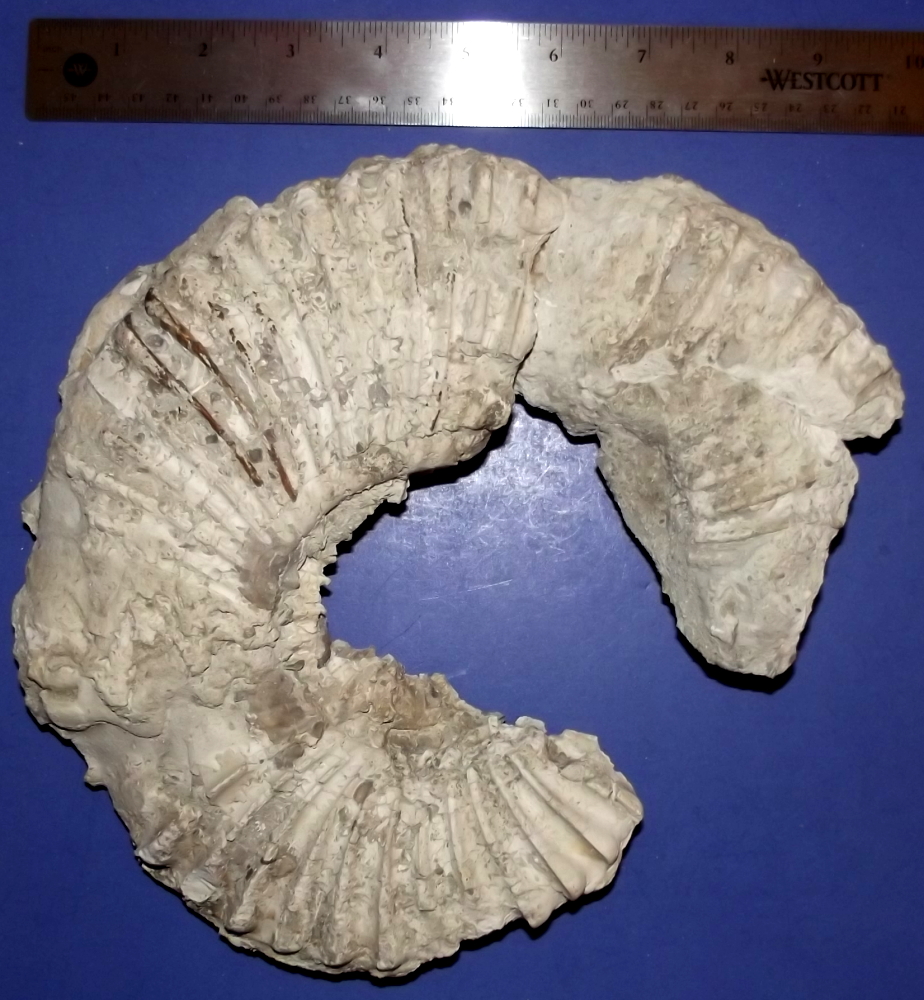 Field Trip With Dallas Paleo - Oliver Creek, Texas - 8-22-15 - Fossil ...