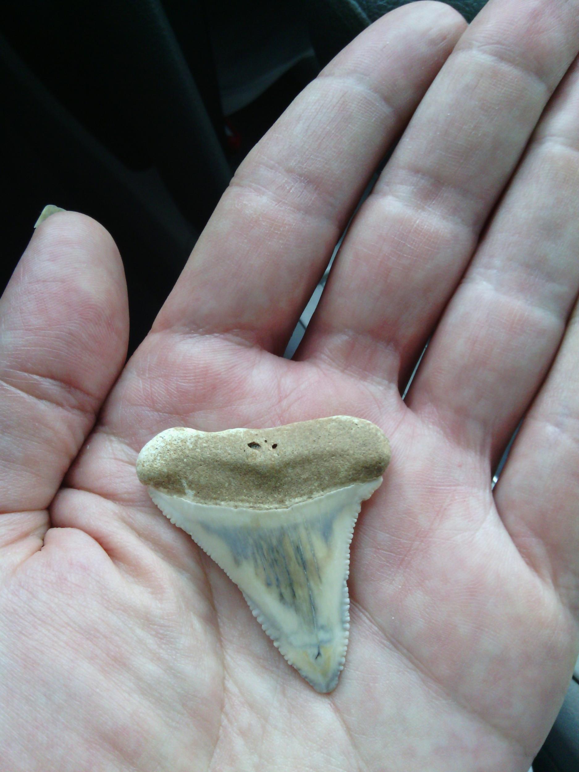 Shark-Filled Beach Day - Fossil Hunting Trips - The Fossil Forum