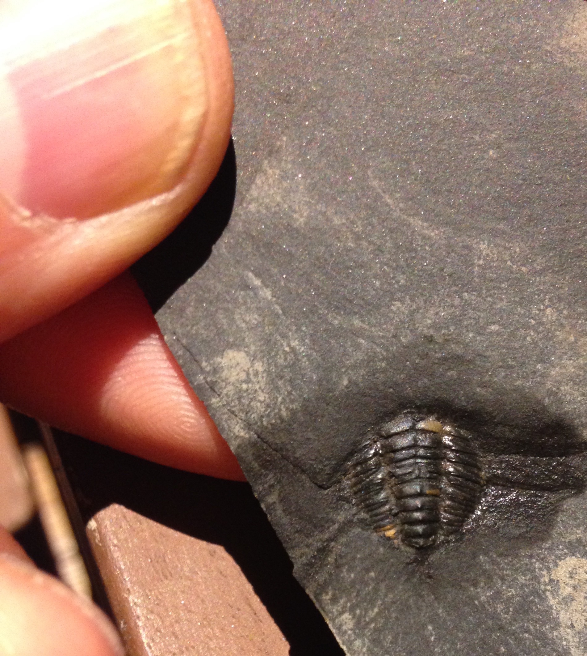 How To Keep Fragile Shale Fossils From Breaking - Questions & Answers ...