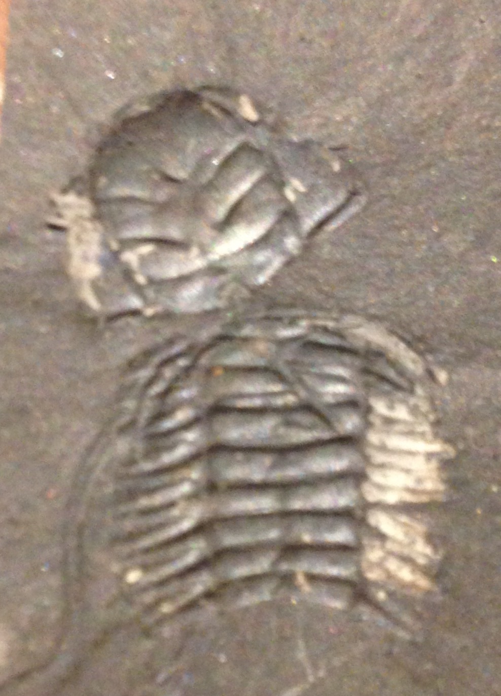 How To Keep Fragile Shale Fossils From Breaking - Questions & Answers ...