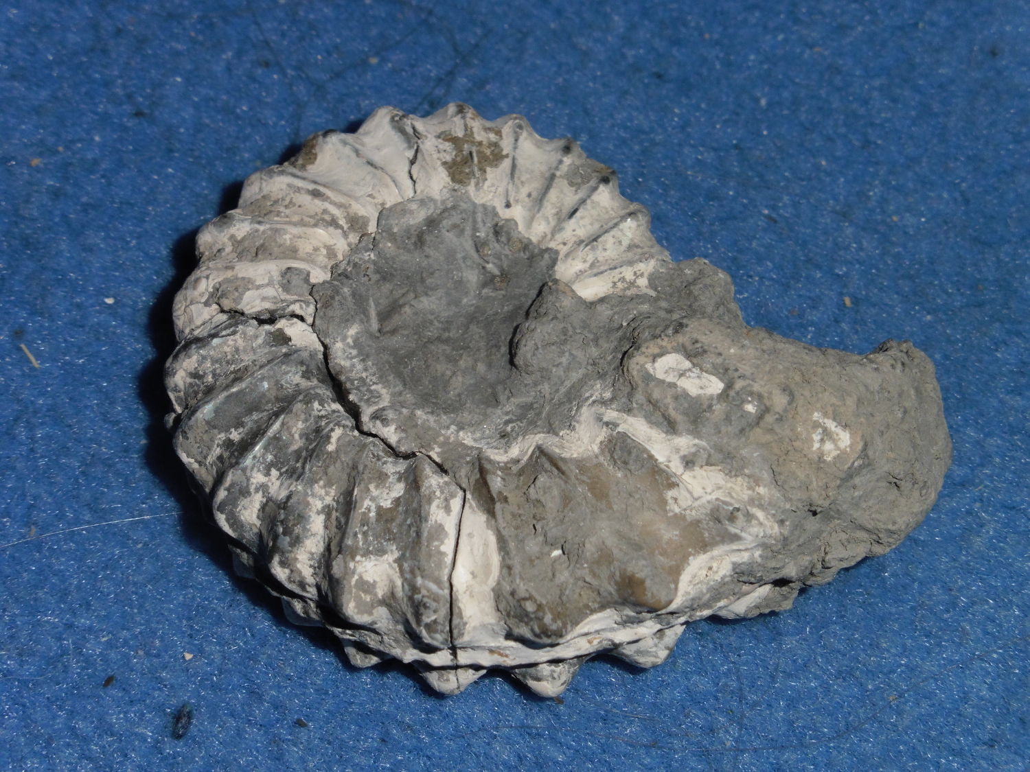 Fossils From Buttenheim - Fossil ID - The Fossil Forum