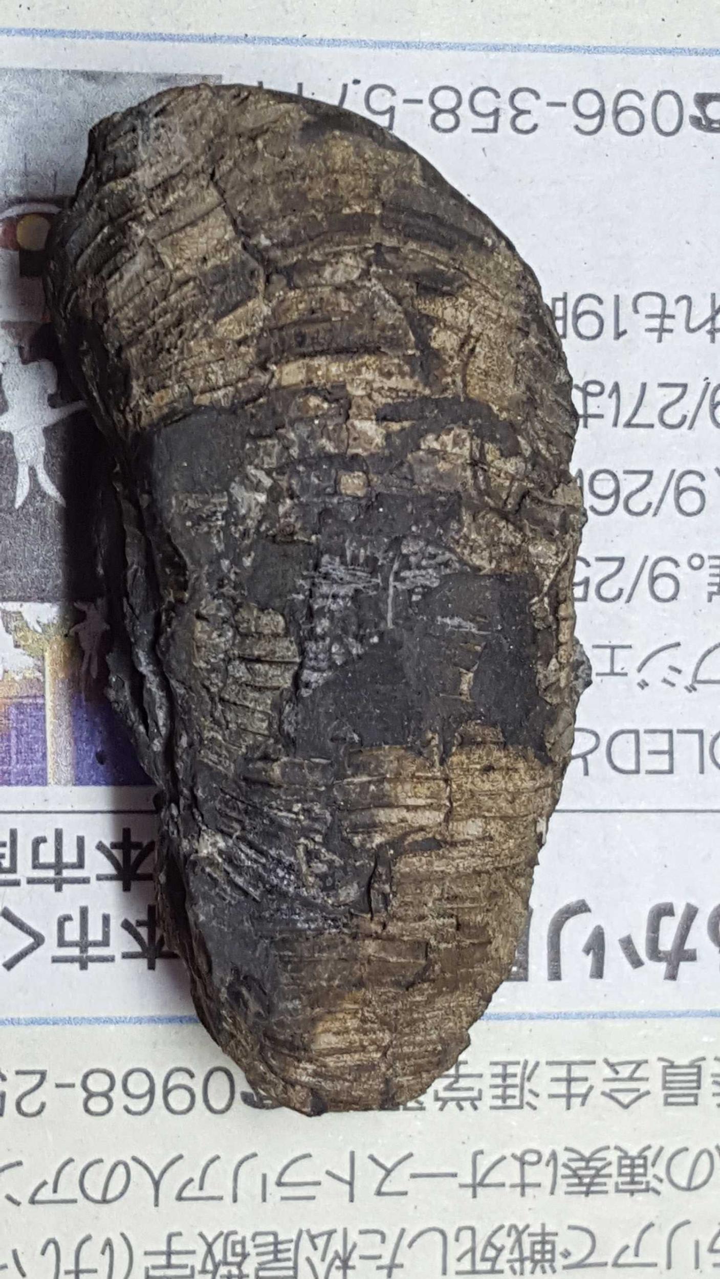 Late Japanese Cretaceous Fossil Id - Fossil ID - The Fossil Forum