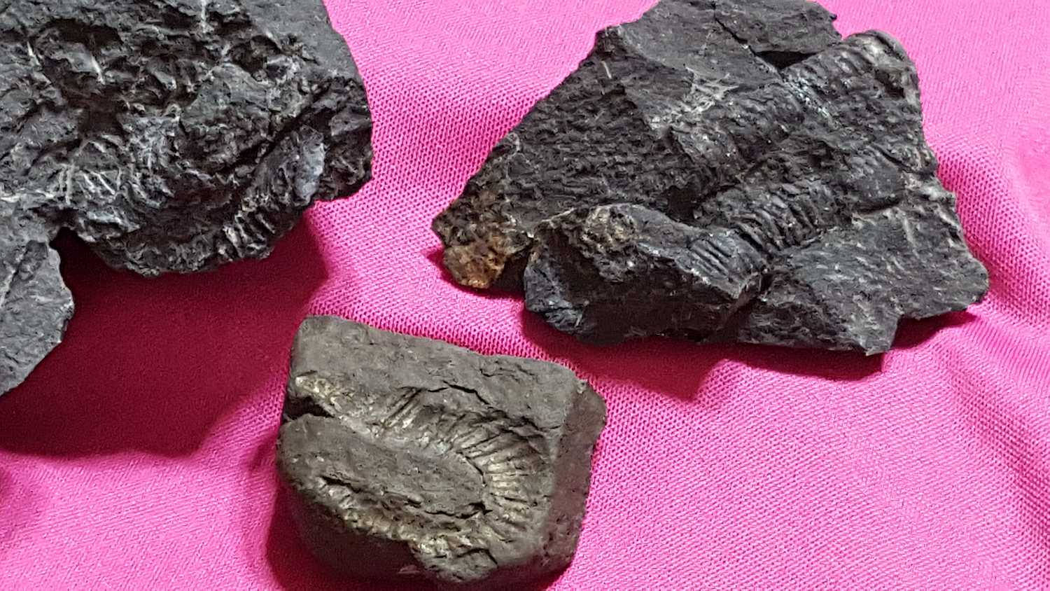 Amakusa, Kumamoto Prefecture, Japan. - Fossil Hunting Trips - The ...