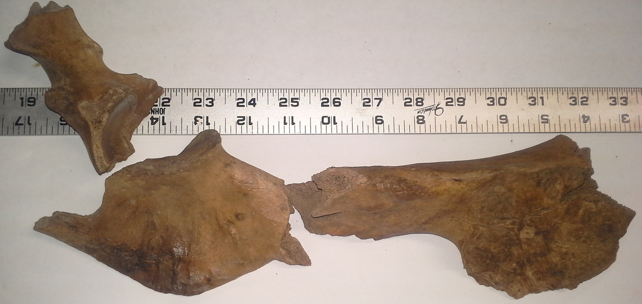 Need Help Id'ing Bones - Fossil ID - The Fossil Forum
