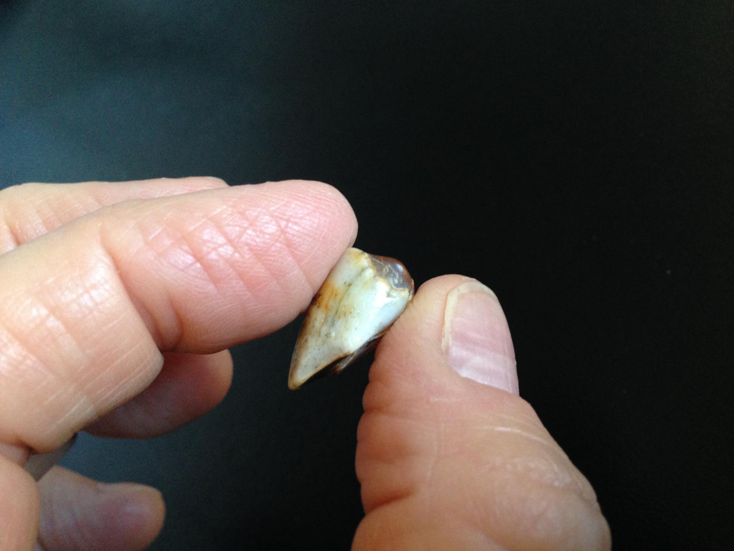 Found On The Bank Of The Thames - Fossil ID - The Fossil Forum