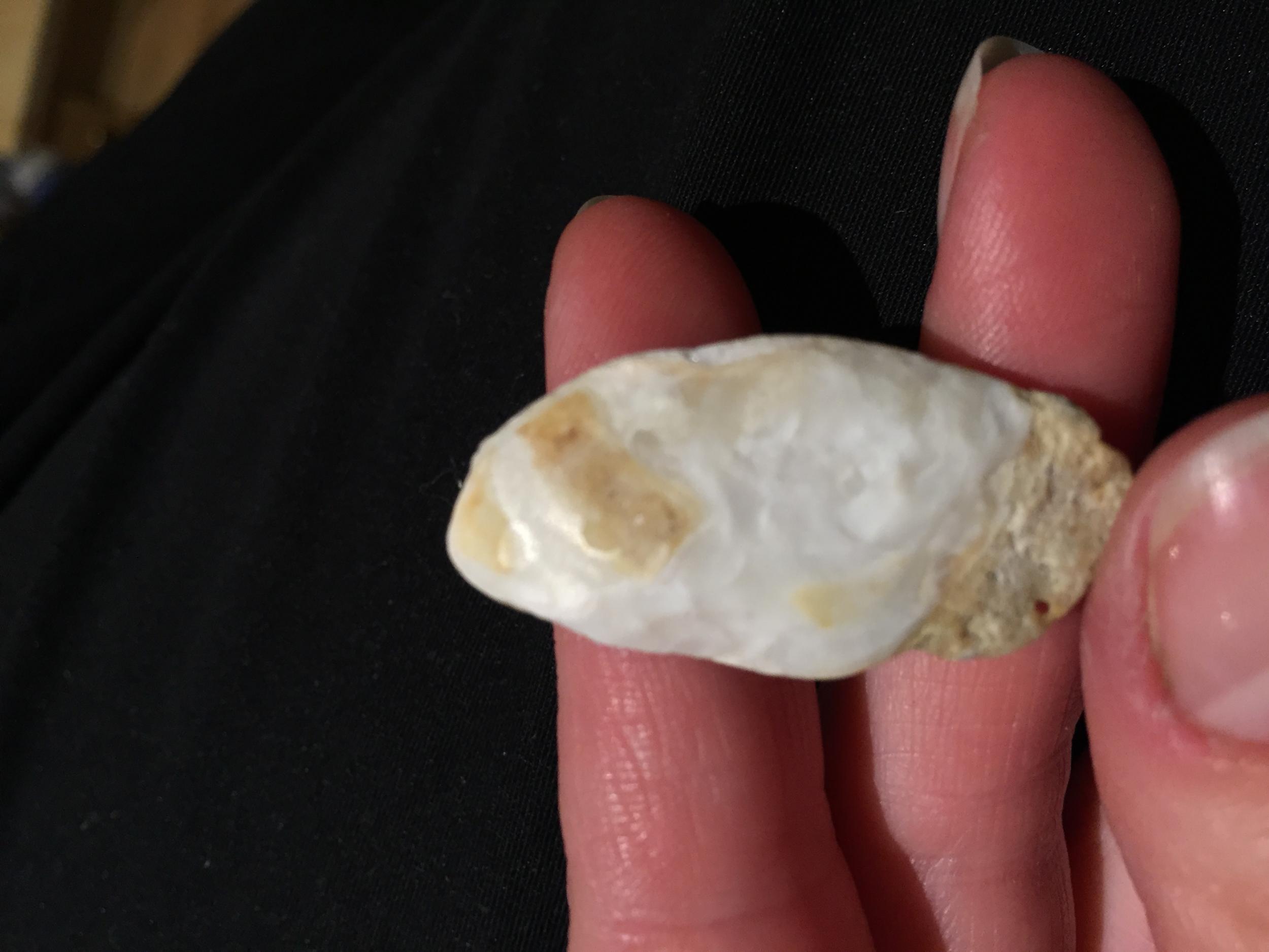 Tooth Or Stone? - Fossil ID - The Fossil Forum