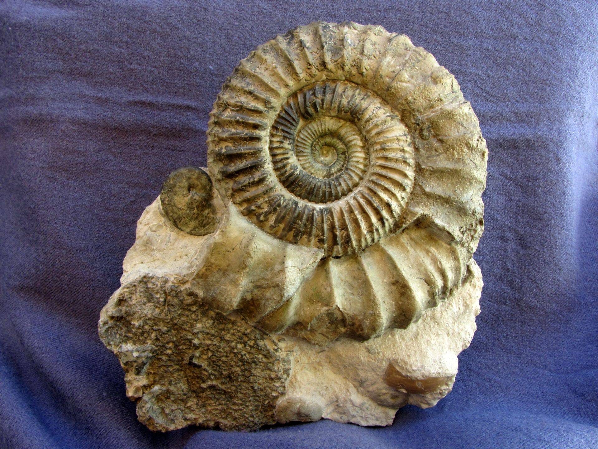 A Red Letter Day In The Ditch - Fossil Hunting Trips - The Fossil Forum