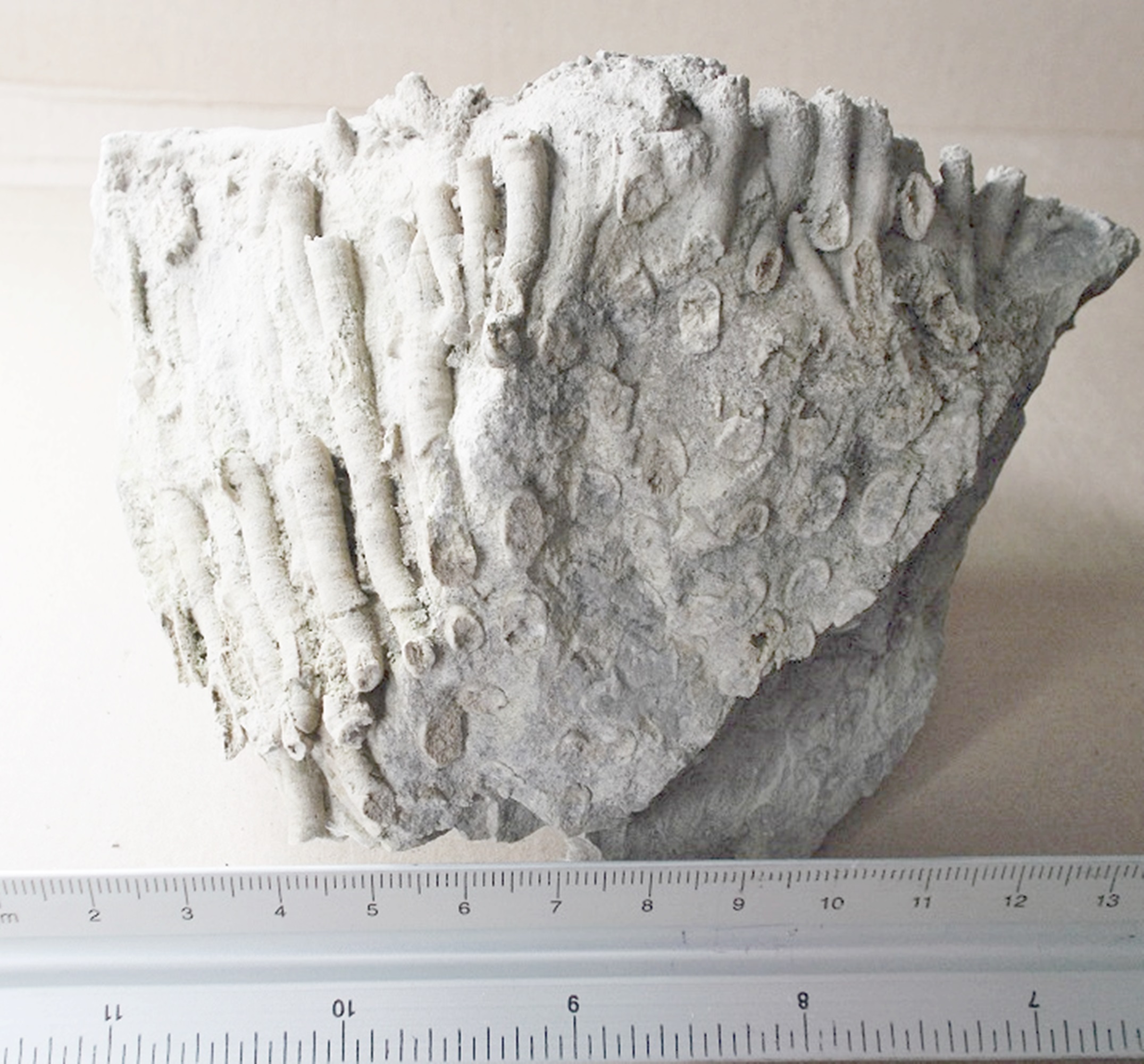 Syringopora? - Fossil ID - The Fossil Forum