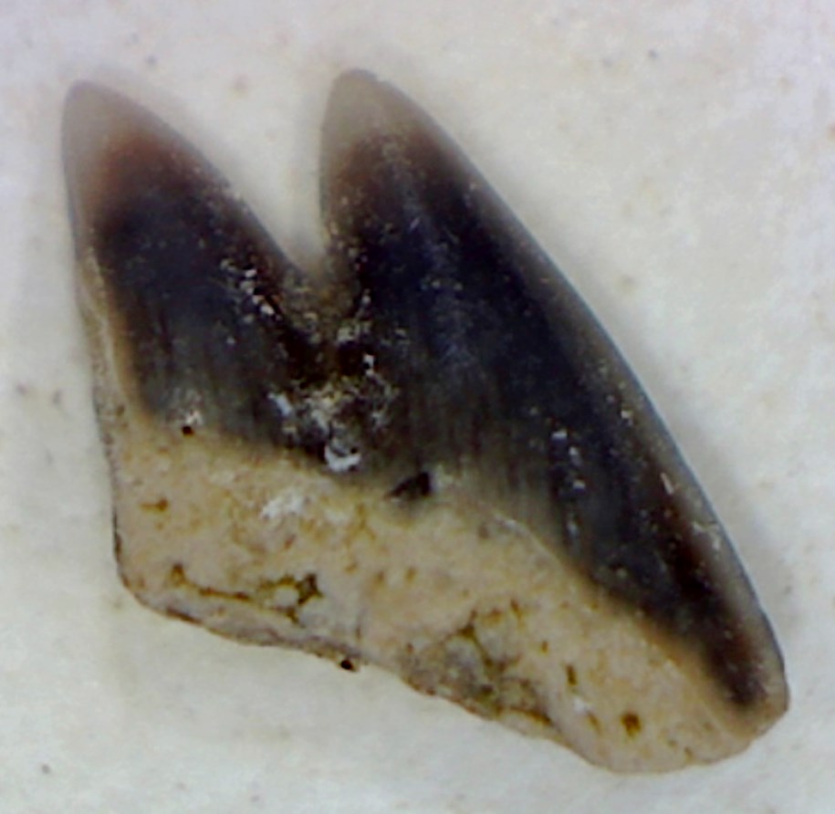 Castle Hayne Formation Teeth; Opinions? - Fossil ID - The Fossil Forum