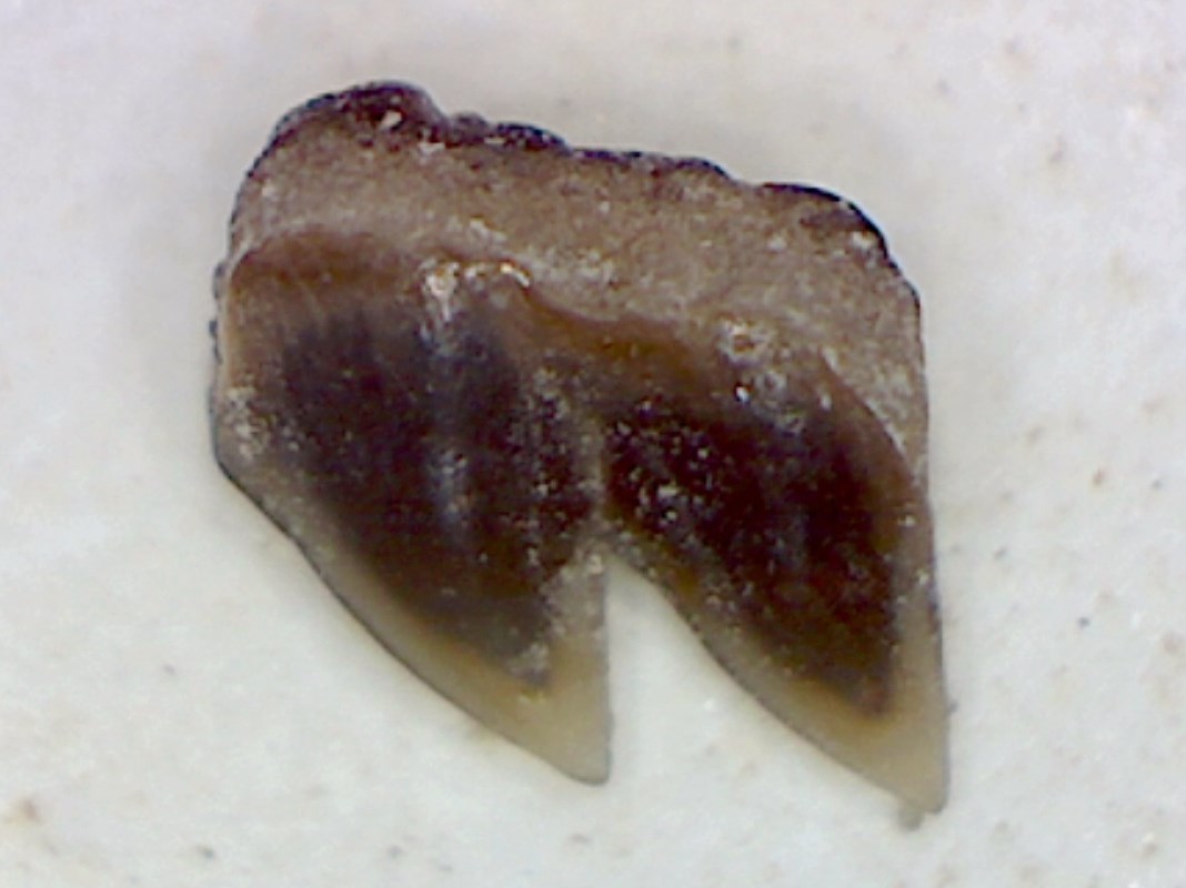 Castle Hayne Formation Teeth; Opinions? - Fossil ID - The Fossil Forum