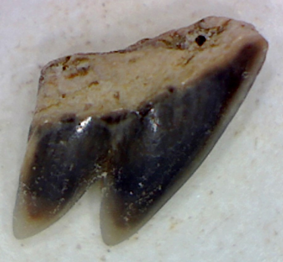 Castle Hayne Formation Teeth; Opinions? - Fossil ID - The Fossil Forum