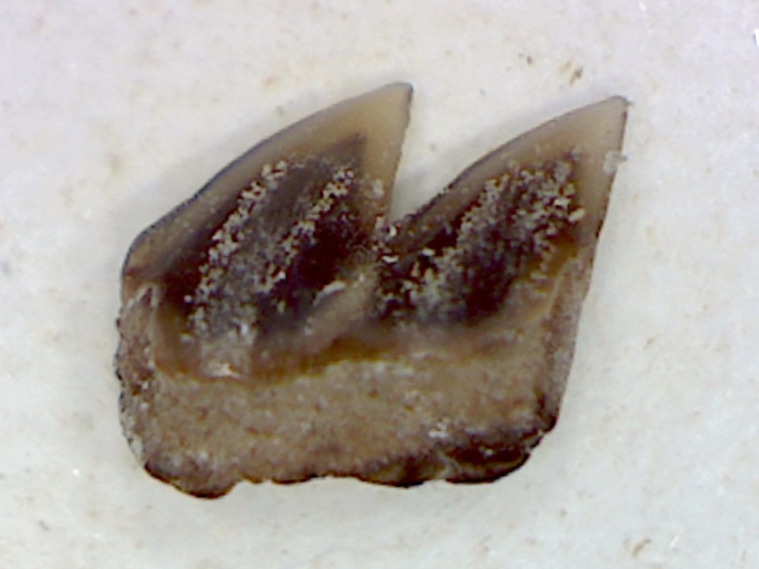Castle Hayne Formation Teeth; Opinions? - Fossil ID - The Fossil Forum