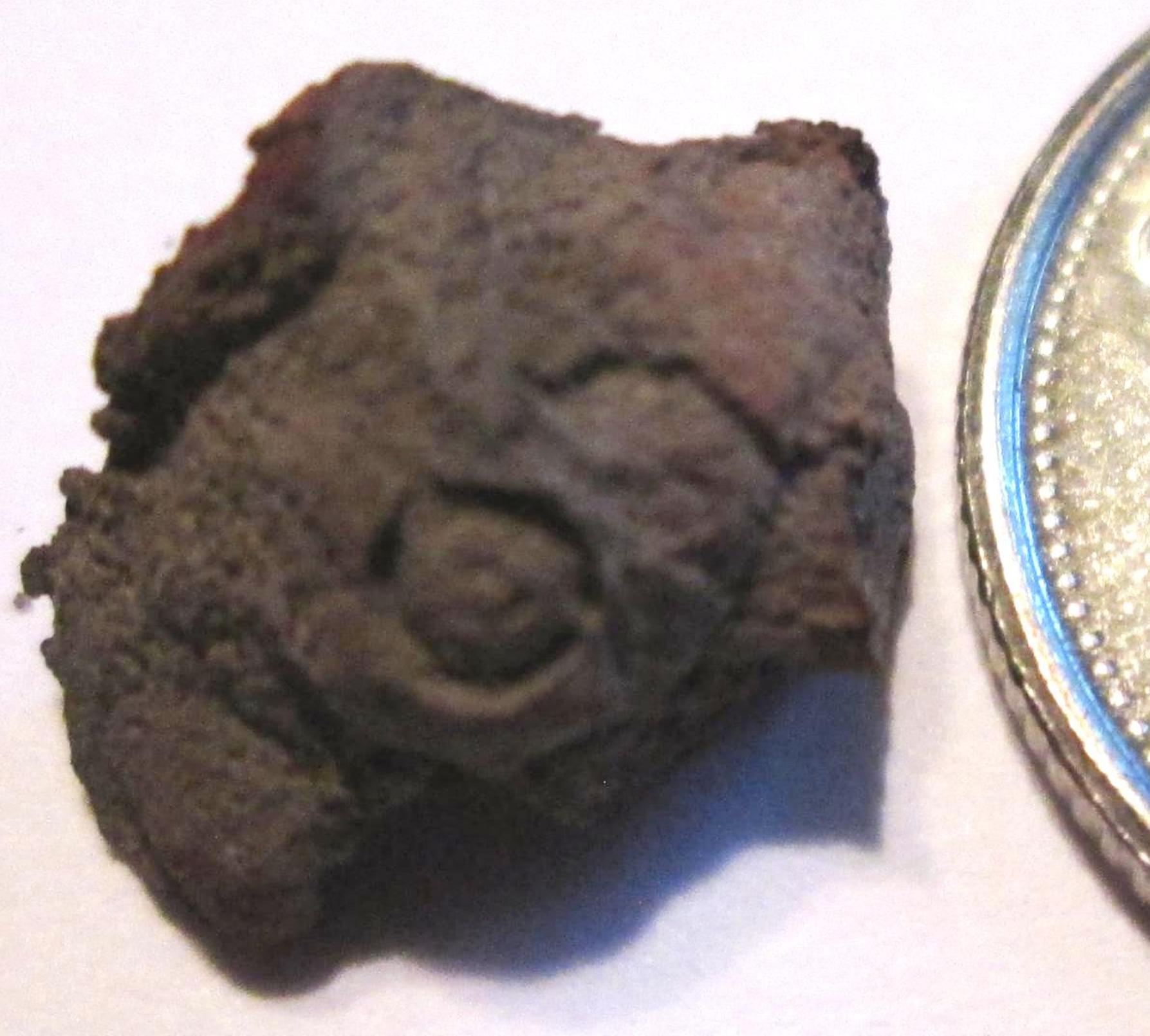 Seed? - Fossil ID - The Fossil Forum